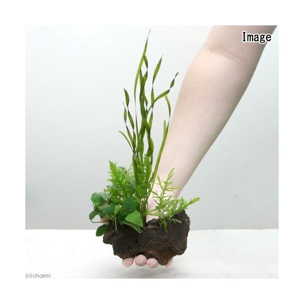 熱帯魚　thebonsaiseries　穴あき溶岩石　水草　溶岩石付　all_plants　wp_kywrd　ザボンサイシリーズ　2014112　20151014　okudake　okudakeplants　point5wplants