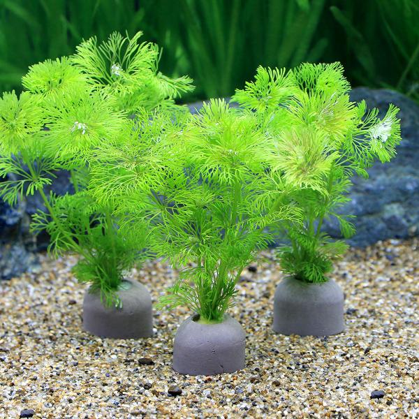 _aqua　熱帯魚　水草　後景草　きめ細かい　Ｌｉｍｎｏｐｈｉｌａ　金魚に合う水草　all_plants　メダカ水草　wp_kywrd　ＣＯ２なしでも育つ水草　ck95zl8w水草　wp0630003　20180609　notco2_wp　...