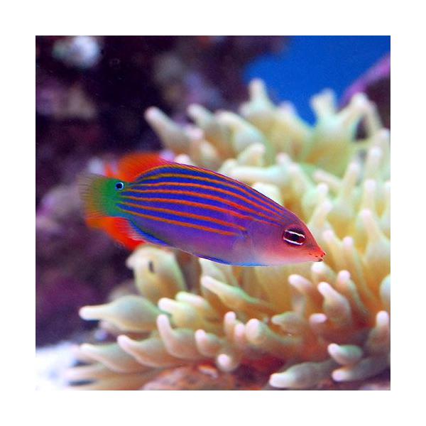 ◎　marinefishzukan　モチノウオ／キュウセン　ヒラムシ　ベラ　キュウセン　ラス　コリス　海水　海水生体　海水魚　ニセモチノウオ　m_wrasse　ma_beginner　W2fpv　ioerbowet　_kaisui　_aqu...