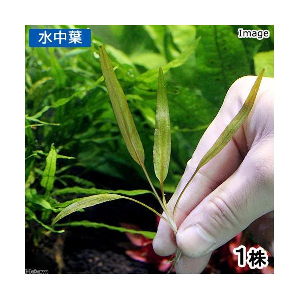 PF_SPQ　muryotassei_600_699　熱帯魚　_wp　_aqua　new_tonan　cry_thai　水草　クリプトとその近縁　前景　all_plants　wp_kywrd　東南便＿クリプト　クリプトコリネ　ペッチー　１ポ...