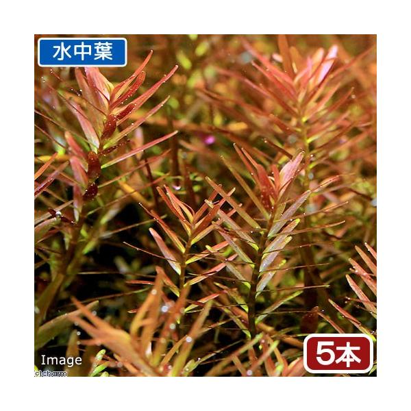 PF_SPQ　Rotala_dyforia　熱帯魚　_wp　_aqua　higth　red　Rotala　水草　後景草　明るい　all_plants　wp_kywrd　20170717　ATautumn_wp　ロトンジフォリア　ロトゥンディ...