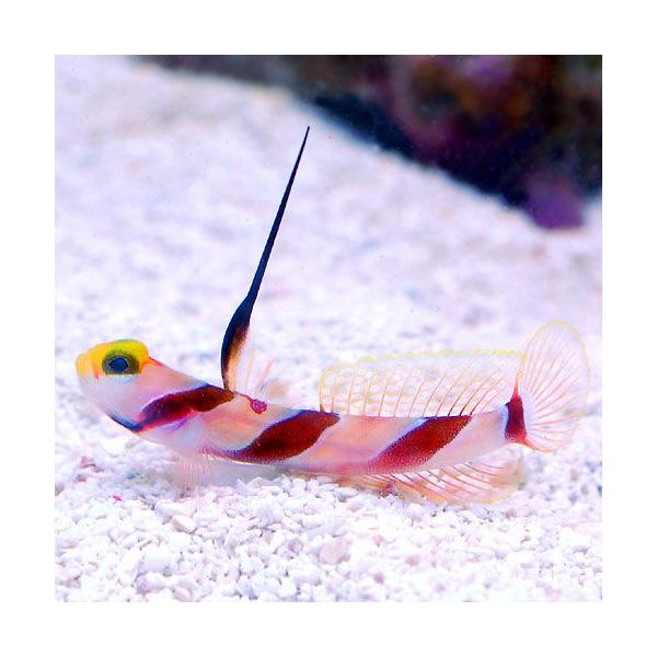 ◎　kaisui73　marinefishzukan　共生ハゼ／なかよしセット　m_goby　kyousei　海水　海水生体　海水魚　ハタタテネジリンボウ　Stonogobiops　nematodes　共生ハゼ　241613　20reco1...