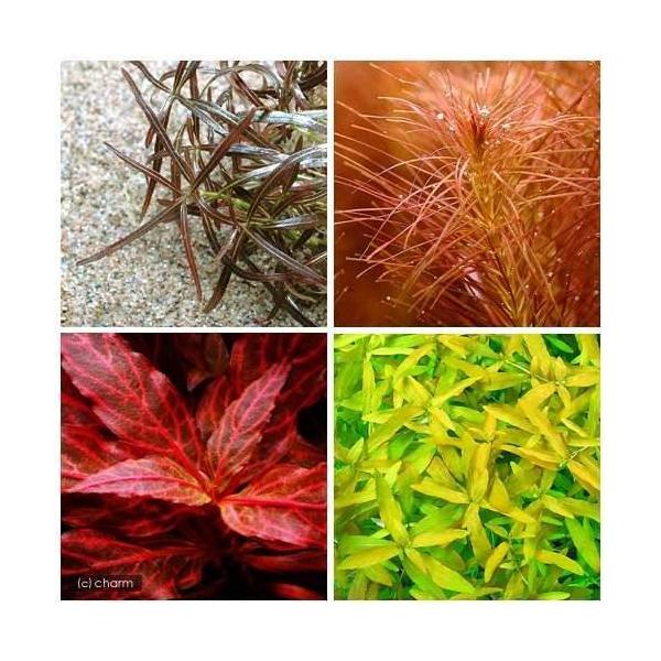 熱帯魚　_wp　_aqua　水草　500円　紅葉セット　おまかせ　TT2　kouyouset1105　kouyouset　wp_kywrd　kouyou_mizukusa　kouyou_all　autumnal_tints　紅葉水草　aut...
