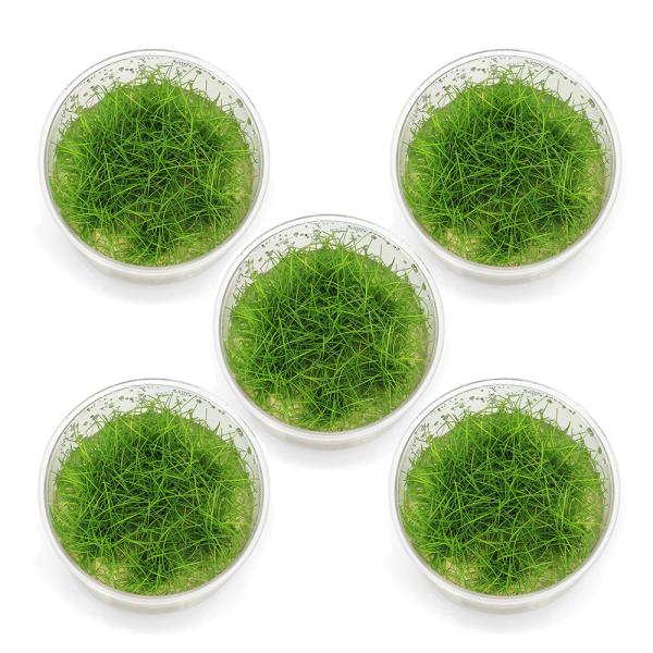 _aqua　熱帯魚　前景草　200802　売れ筋水草　水草　草原のような　all_plants　水中葉の活きの良さが違う　組織培養　カップ　ヘアーグラスショート　ヘアーグラス　ショート　ヘアショー　ヘアグラスミニ　メリクロン　Ｅｌｅｏｃｈａ...