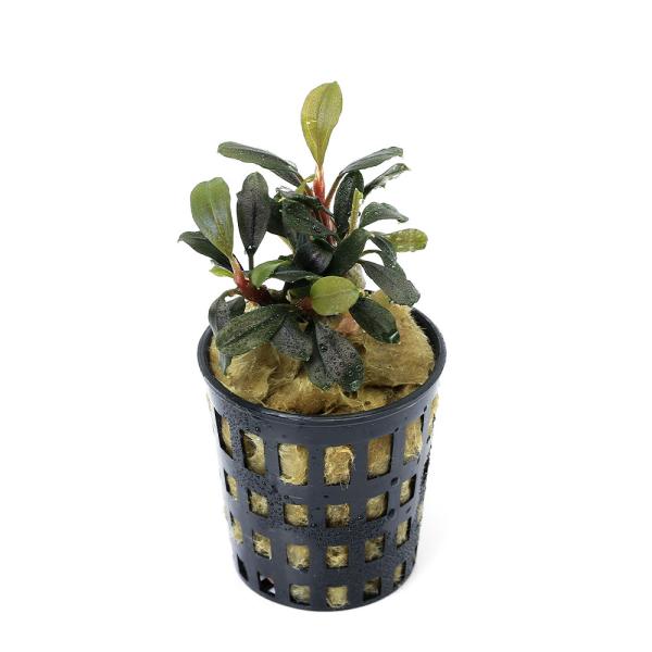 _aqua　水草　okaidoku_pot　all_plants　avoid11　wp_kywrd　組織培養　ブセファランドラ　無農薬　エビにも安心　20260618　DN　y26m06　ミニポット