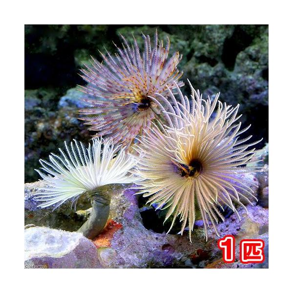 ◎　kaisui73　_aqua　海水　海水生体　ケヤリ　インドケヤリ　ケヤリムシ　ql37m_indkkai　無脊椎ＩＤ　Invertebratezukanケヤリ　2305ehstcupon　pus2501leaf01