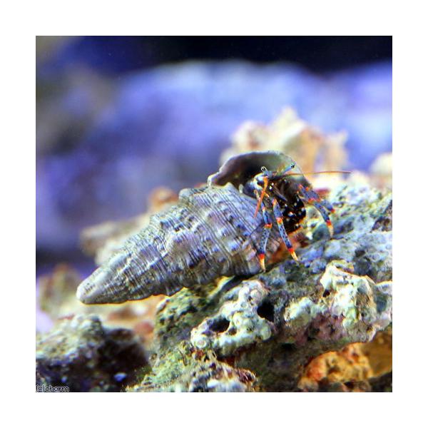 ◎　kaisui73　_aqua　ヤドカリ　m_hermit　海水　海水生体　エビ・カニ他　ホワイトブルーレッグハーミットクラブ　無脊椎ＩＤ　yadokari2015sall　292013　kaijyo　Invertebratezukanヤドカリ