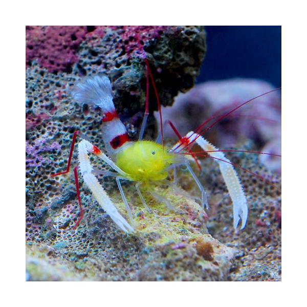 ◎　kaisui73　p_disease　海水　海水生体　エビ・カニ他　m_shrimp　アカヒゲオトヒメエビ　ヒゲアカオトヒメエビ　m_cleanfish　レッドレッグボクサーシュリンプ　kaisui_transparent　kaijyo...