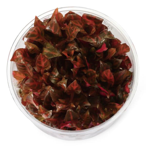 PF_SPQ　水草　中景草　赤系　組織培養　カップ　ヒユ科　Amaranthaceae　ツルノゲイトウ属　Alex　Alternanthera　レインキー　斑入り　YT　20240709　2024kouki　y24m07　wplanteve...