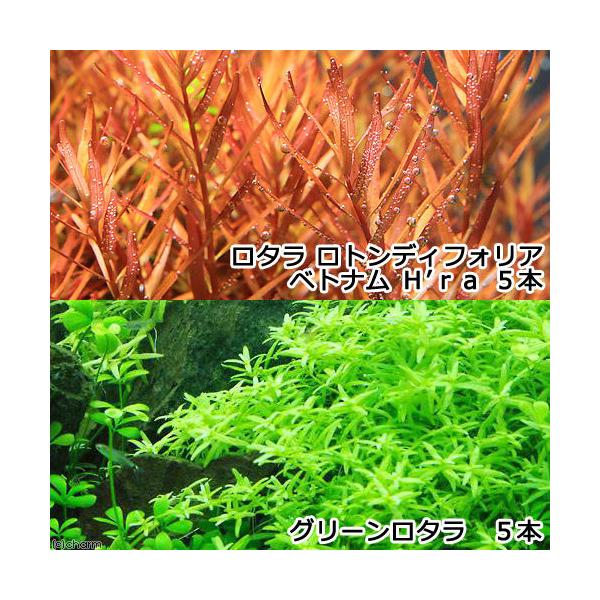 Rotala_green　Rotala_dyforiacoro　熱帯魚　水草　中景草　横に広がる　初心者　ビギナー　グリーンロタラ　Rotala　sp.“green"　ミソハギ科　Lythraceae　キカシグサ属　ロタラ　ロトンディフォリ...