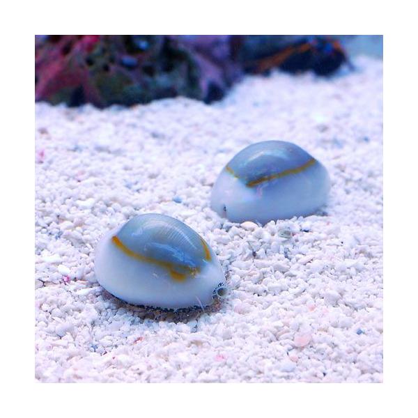 ◎　kaisui73　海水　海水生体　貝　ハナビラダカラ　_aqua　無脊椎ＩＤ　宝貝　トレジャー　Ｃｏｗｒｉｅ　cowrie0202　Treasure_Festival　bnr_bgnrkisi　Invertebratezukan貝　sh...