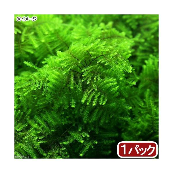PF_SPQ　_aqua　熱帯魚活着する水草　コケの仲間　水草　パルケータスエマス　ヴェシクラリア　蛍光グリーン　コケ　モス類　NH　明るいモス　20240915　wplantevent202505　seitaieventlo202509　...