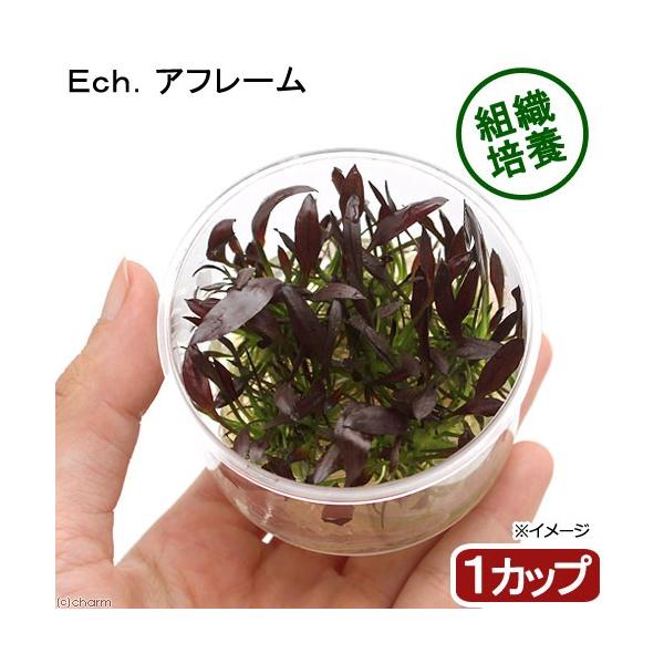 PF_SPQ　水草　赤系　エキノ　Ｅｃｈ　オモダカ科　ａｆｌａｍｅ Ａｌｉｓｍａｔａｃｅａｅ　エキノドルス属　Ｅｃｈｉｎｏｄｏｒｕｓ　YT　20240613　kaijyo　wplantevent202411tc　select01mzks　w...