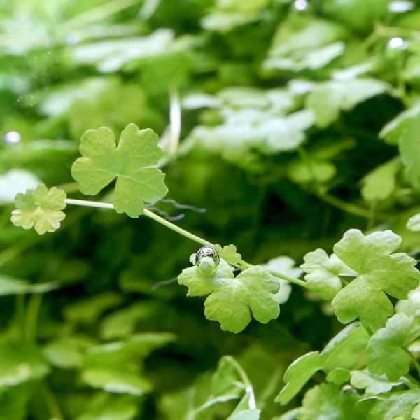 水草　前景草　草原　絨毯　オーストラリア　ハイドロコタイル　クローバー　ノチドメ　オーストラリアン　ハイドロコティレ　オークロ　Hydrocotyle　Tripartita　セリ科　Apiaceae　チドメグサ属　20250122　YT　y...