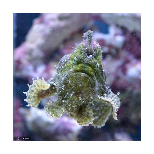 256652　◎　marinefishzukan　カエルアンコウ／カサゴ　海水　海水生体　海水魚　ma_fish　イザリウオ　カエルアンコウ褐色　kaissawe0209　海水生体　ウルマカエルアンコウ 　kaijyo　kisitop1_1...