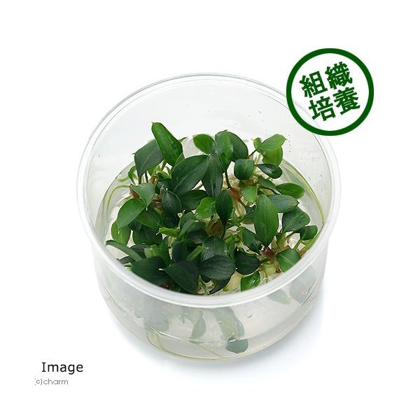 paludariumplants　パルダリウム　テラリウム　PF_SPQ　組織培養　カップ　観葉　ガーデニング　ビバリウム　アクアテラリウム　サトイモ科　Ａｒａｃｅａｅ　ピプトスパサ属　Ｐｉｐｔｏｓｐａｔｈａ　ｒｉｄｌｅｙｉ　ピプトスパサ　...