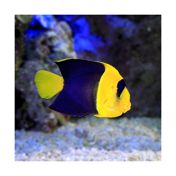 ◎　kaisui73　marinefishzukan　小型ヤッコ　ピグミーエンゼル　ケントロピーゲ　m_angelfish　海水　海水生体　海水魚　Centropyge　bicolor　shoka140603　yak0603　jhtieas...
