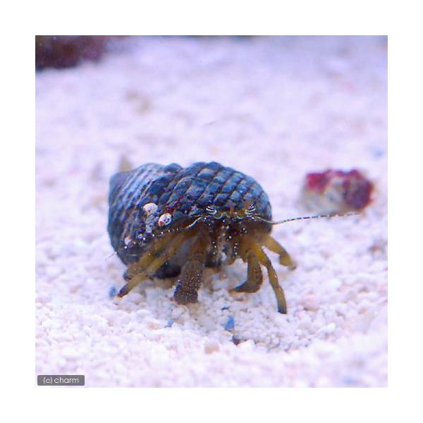 ◎　kaisui75　_aqua　m_hermit　海水　海水生体　エビ・カニ他　ヤドカリミックス　mrnp5bai130914　無脊椎ＩＤ　koketori_yadokari　wes0520_pd10　LRhouselist