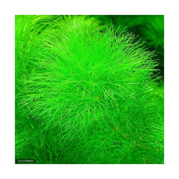 _aqua　熱帯魚　水草　後景草　きめ細かい　大きい　アンブリア　インディアンジャイアントアンブリア　Ｌｉｍｎｏｐｈｉｌａ　ａｑｕａｔｉｃａ　ｓｐ.　wp_kywrd　5gkwdr　1hgvdj　qafdhab　8jgkanb　201804...