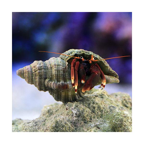 ◎　kaisui73　_aqua　m_hermit　海水　海水生体　エビ・カニ他　ヤドカリ　muryotassei_900_999　7VUZNfa4　wes0520_pd10　yadokari2015sall　smt17_kaisui　In...