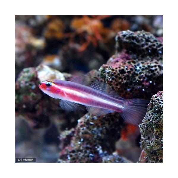 ◎　marinefishzukan　浮遊性ハゼ／超小型／サンゴハゼ　m_goby　海水　海水生体　海水魚　オヨギイソハゼ　ハゼ　ゴビー　群泳　サンゴ水槽　Ｅｖｉｏｔａ　ｂｉｆａｓｃｉａｔａ　Eviotabifasciata　_aqua　bi...