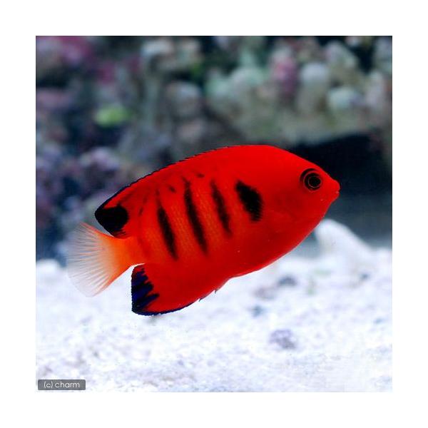 _aqua　◎　marinefishzukan　小型ヤッコ　m_angelfish　海水　海水生体　海水魚　maxmas　ma_flame　ma_beginner　top_mrn131021　flame_top_bur　shoka14060...