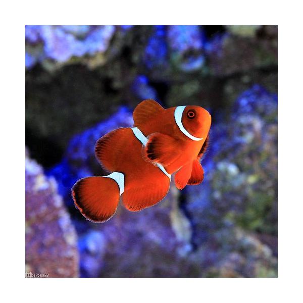 ◎　m_kumanomi　ma_spinecheek　marinefishzukan　その他クマノミの仲間　クマノミ　海水　海水生体　海水魚　マロンクマノミ　Premnas　Biaculeatus　kumanomi　vlen2015_kai...