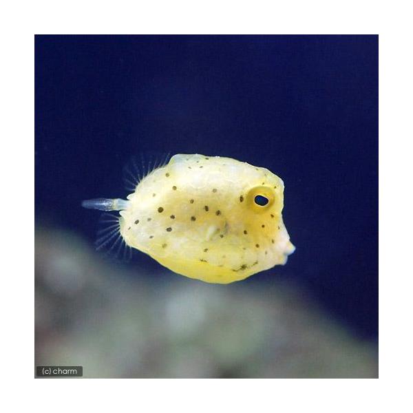 ◎　marinefishzukan　フグ／ハコフグ／ハリセンボン　海水　海水生体　海水魚　Lactoria　cornuta　ma_fish　ハコフグ　ma_mi16　mrnp5bai130914　トナカイフグ　kaissawe0301　ki...