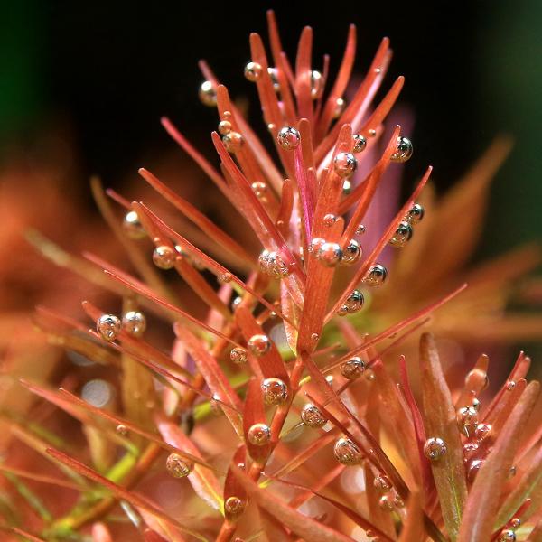 Rotala_dyforia　bGia　熱帯魚　Ｒｏｔａｌａ　ｒｏｔｕｎｄｉｆｏｌｉａ”Ｃｏｌｏｒａｔａ”　有茎　ヤ行　水草　後景草　赤い　all_plants　水草赤い　wp_kywrd　20180401　Ｈｒａ　ＹＴ　autumn_wp...
