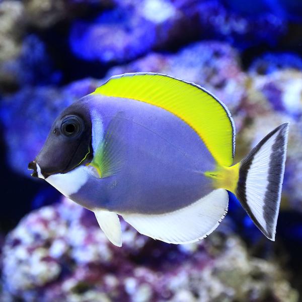 ◎　marinefishzukan　ハギ・ニザダイ　海水　海水生体　海水魚　m_surgeonfish　m_cleanfish　Ａｃａｎｔｈｕｒｕｓ　ｌｅｕｃｏｓｔｅｒｎｏｎ　kaijyo　2305ehstcupon　pus2501leaf01