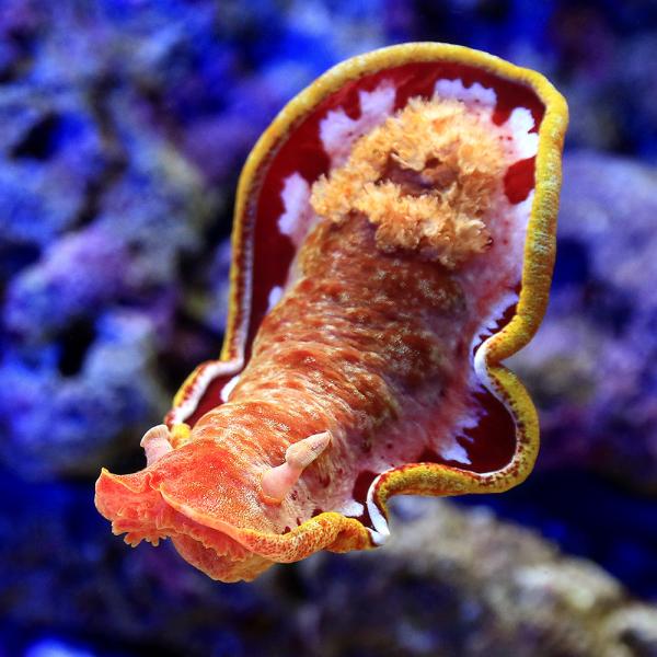 ◎　kaisui73　海水　海水生体　その他　m_slug　ミカドウミウシ　無脊椎ＩＤ　YgFcf0gK_kisi　kaijyo　kisitop6_191016　6kisitop200311　Invertebratezukanウミウシ