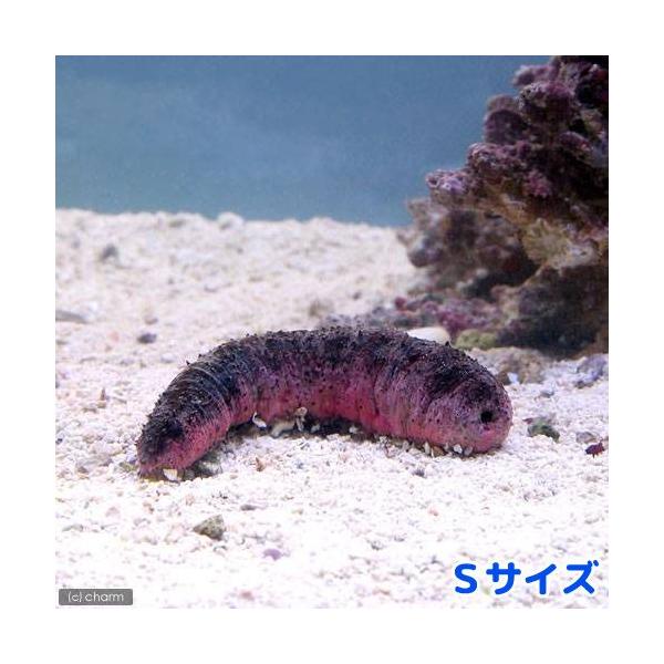 _aqua　◎　kaisui75　海水魚　海水　海水生体　ヒトデ・ナマコ　tcinaho　アカミシキリ　無脊椎ＩＤ　Invertebratezukanヒトデ・ウニ・ナマコ　aquafes01marine　weeklymrfish　irupa...