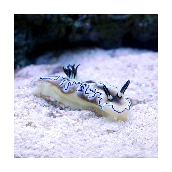 ◎　kaisui73　海水　海水生体　m_slug　kaijyo　kisitop6_190605　kisitop6_190710　kisitop6_190717　Invertebratezukanウミウシ