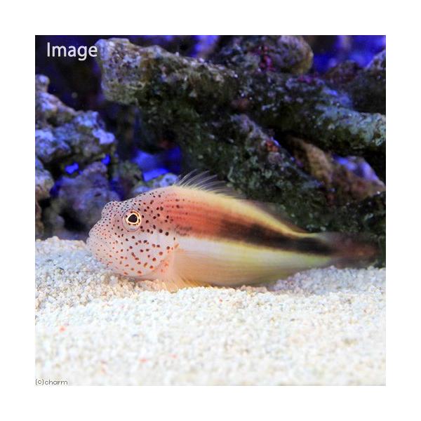 ◎　kaisui70　marinefishzukan　ゴンベ／トラギス　ホークフィッシュ　海水　海水生体　海水魚　Freckled　Skunk　Hawkfish　Paracirrhites　forsteri　ma_fish　9uwvnfs　...