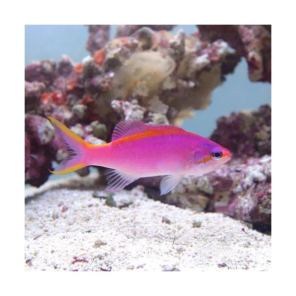◎　kaisui72　marinefishzukan　ハナゴイの仲間　海水　海水生体　海水魚　パープルクイーン　ハナゴイ　ハナダイ　Pseudanthias　tuka　m_basslet　kaijyo
