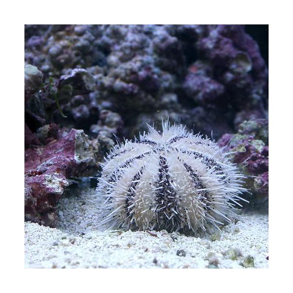 ◎　kaisui75　海水　海水生体　m_creature　シラヒゲウニ　kaisui73　Invertebratezukanヒトデ・ウニ・ナマコ　2305ehstcupon　aquafes01marine　shellmaterial