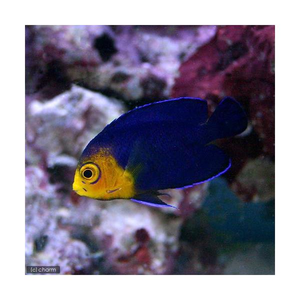 207071　sfset　_aqua　◎　marinefishzukan　小型ヤッコ　m_angelfish　海水　海水生体　海水魚　CENTROPYGE　ARGI　603　yak0603　QD5WyoNX_kisi　QDy5_PRrFK　...