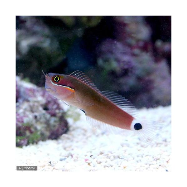 ◎　kaisui73　marinefishzukan　カエルウオ・ブレニー　ギンポ　海水　海水生体　海水魚　m_blenny　テールスポットブレニー　howrk_burenny91227　kaefisa0609　kaijyo　1kisito...