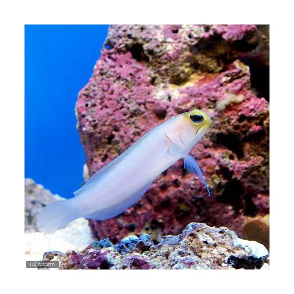 _aqua　◎　marinefishzukan　ジョーフィッシュ／サンゴアマダイ　アゴアマダイ　ジョーフィッシュ　海水　海水生体　海水魚　イエローヘッドジョーフィッシュ　パーリージョーフィッシュ　Ｏｐｉｓｔｏｇｎａｔｈｕｓ　ａｕｒｉｆｒｏｎ...