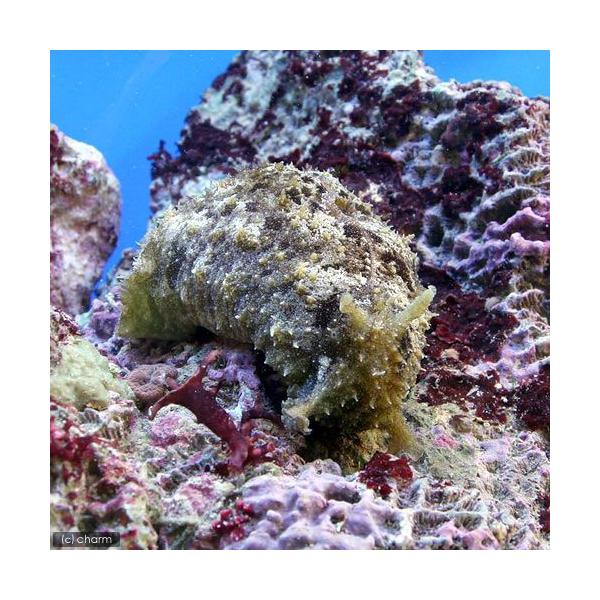 ◎　kaisui75　貝　ウミウシ　海水　マガキ　ナマコ　海水生体　m_slug　tuikasp_ma1008　4cdavd　jgankar2　u3l7N0T_kisi　kaissawe1110　kaijyo　21reco01　Invert...