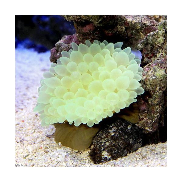 ◎　kaisui75　kumanomi　海水　海水生体　その他　m_anemone　kaijyo　freeseitai