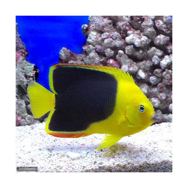 sfset　_aqua　◎　marinefishzukan　中型ヤッコ　海水　海水生体　海水魚　Holocanthus　tricolor　m_angelfish　mrnp5bai130914　yako_top0630　kaijyo　2305...