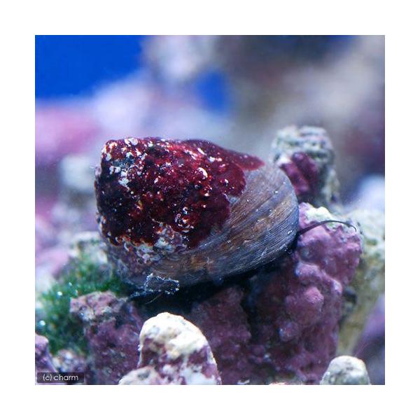 ◎　kaisui70　_aqua　海水　海水生体　貝　マリンアルジースネール　シッタカ貝　バテイラ　コケの掃除　KMA　Invertebratezukan貝　shellmaterial