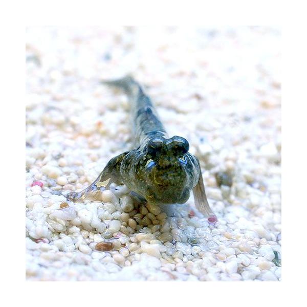 _aqua　◎　kaisui73　marinefishzukan　汽水魚　海水　海水生体　海水魚　m_goby　マッドスキッパー　汽水　メヒルギ　オヒルギ　ma_henteko　aqua_life201205　mrnp5bai130914　...