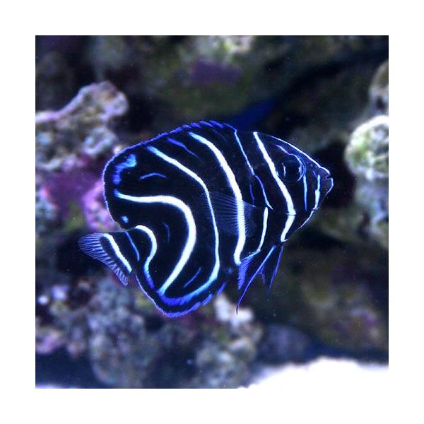 _aqua　◎　marinefishzukan　大型ヤッコ　海水　海水生体　海水魚　m_angelfish　pagecheck_sm69　Fp84S　u4BKY　shoka140603　yak0603　kaijyo　seitaieventy...