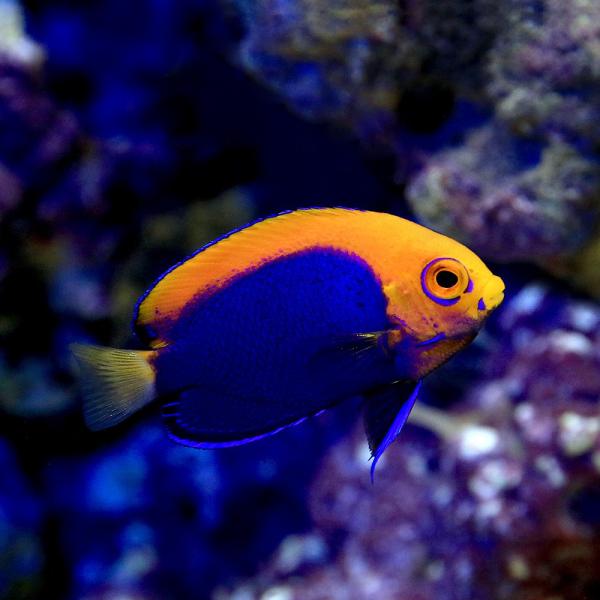 _aqua　◎　marinefishzukan　小型ヤッコ　m_angelfish　海水　海水生体　海水魚　アフリカンピグミーエンゼルフィッシュ　Ｃｅｎｔｏｒｏｐｙｇｅ　ａｃａｎｔｈｏｐｓ　ioerbowet　top_mrn131021　m...