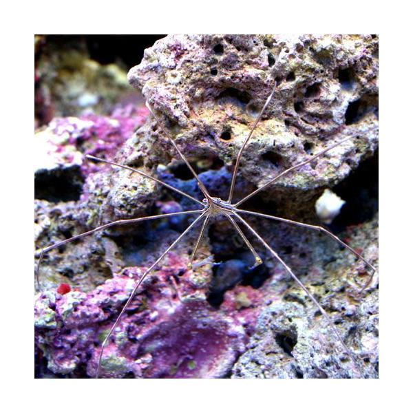 291632　◎　kaisui73　海水　海水生体　エビ・カニ他　m_crab　アローヘッドクラブ　ノコギリイッカクガニ　ウミケムシ　アロークラブ　movie_1278838　kessan_marinesp0531　kaijyo