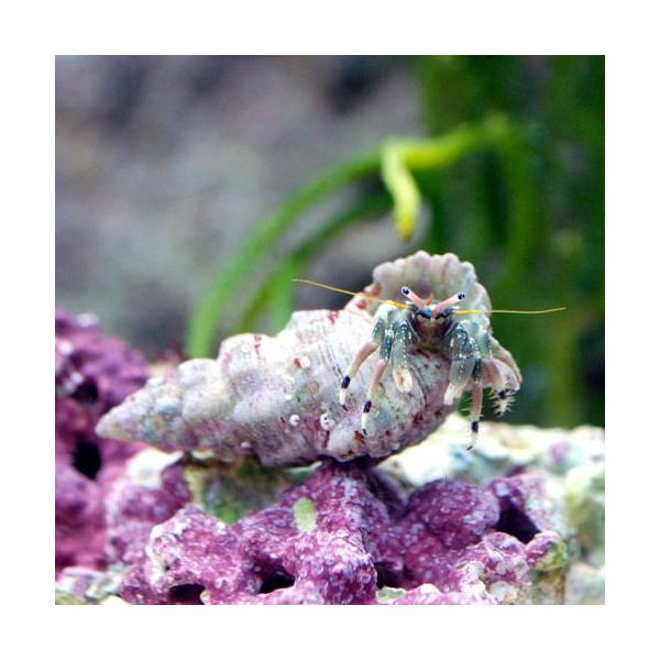 ◎　kaisui73　_aqua　m_hermit　海水　海水生体　エビ・カニ他　ツマジロサンゴヤドカリ　無脊椎ＩＤ　QVjzZm3_kisi　qvJZ_D0Elnu　harmit_pd0305　Invertebratezukanヤドカリ