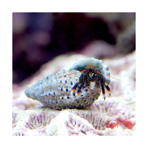 ◎　kaisui73　_aqua　m_hermit　海水　海水生体　エビ・カニ他　ヤドカリミックス　無脊椎ＩＤ　koketori_yadokari