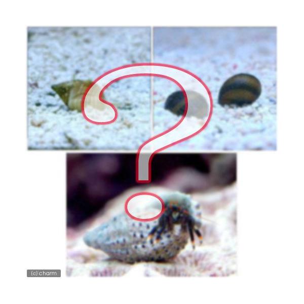 ◎　kaisui73　_aqua　コケ取り　貝　m_hermit　海水　海水生体　m_craeture　sea_cret_pd0411　harmit_pd0305　cleaner_snailar0305　コケ・底砂の掃除　okpd_samm...